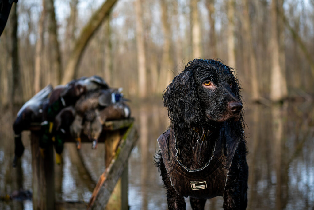 Rare Breed: Boykin Joins Labrador as Popular Partner - The Arkansas ...