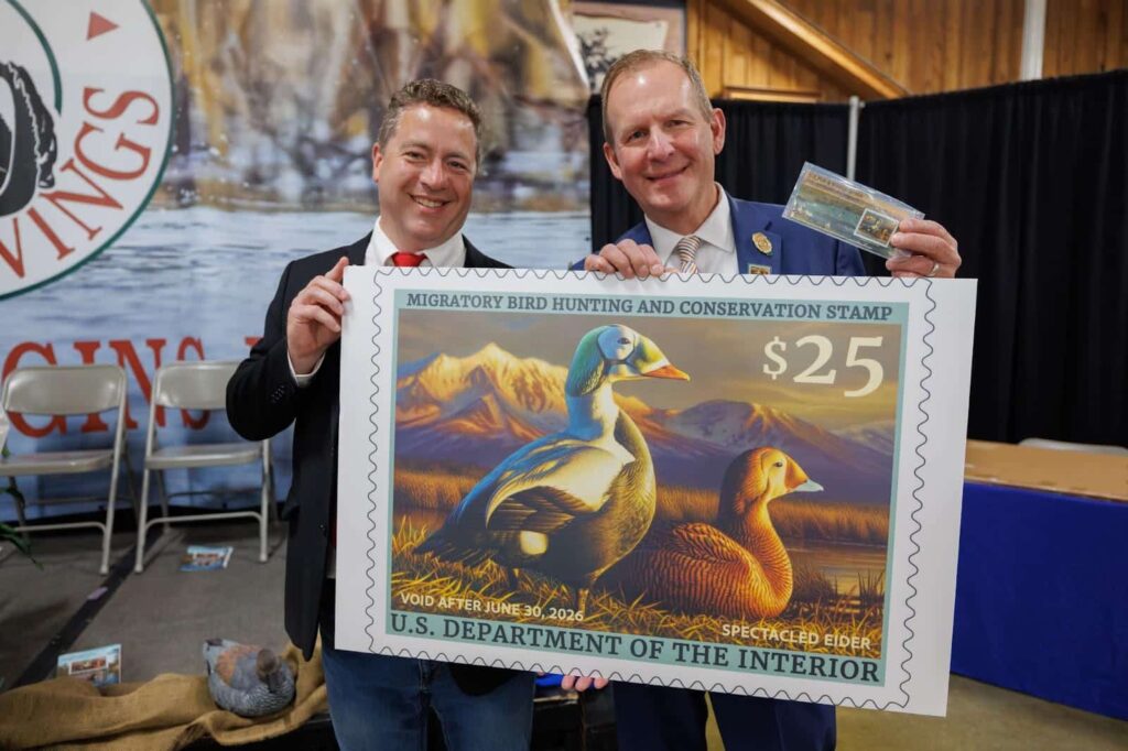 Spectacled eider graces 2025-26 Federal Duck Stamp - The Arkansas Duck ...