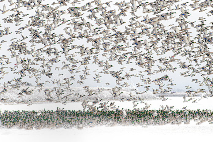 Timing is Everything: Weather Patterns & Duck Migration - The Arkansas ...